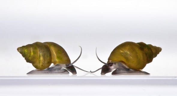 Dr. Maurine Neiman: Using Snails to Learn More About Sex