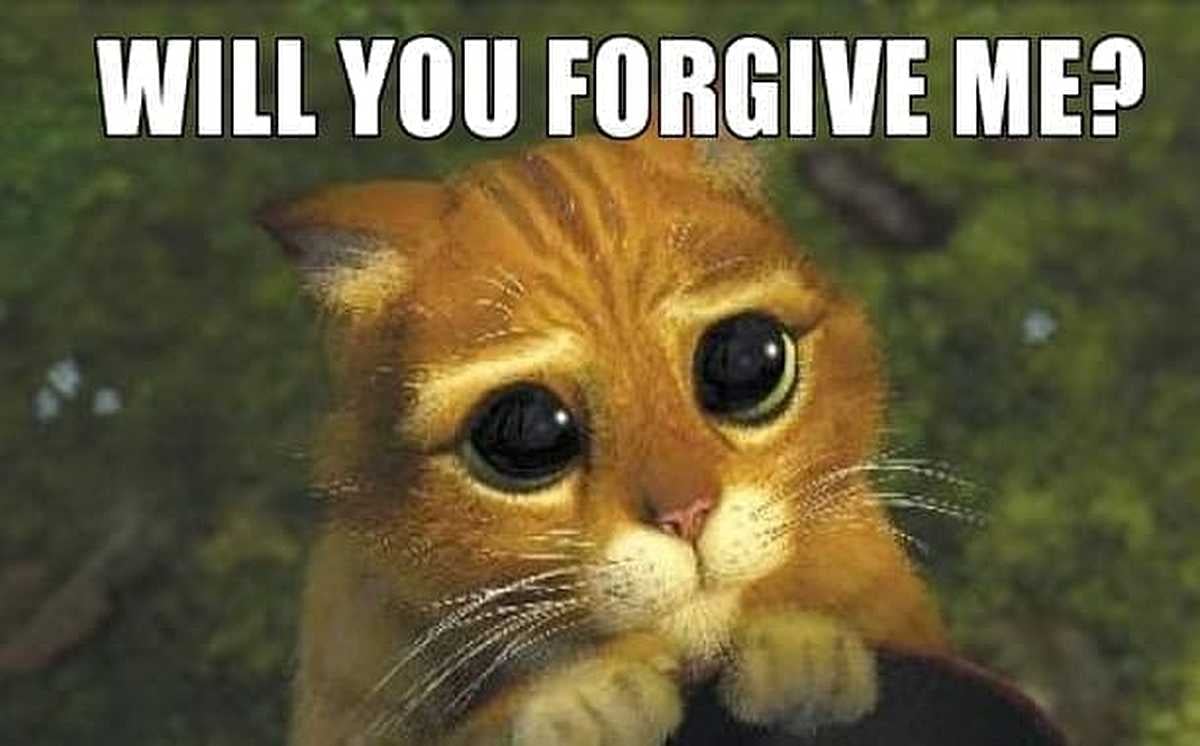 Forgive Me Cat