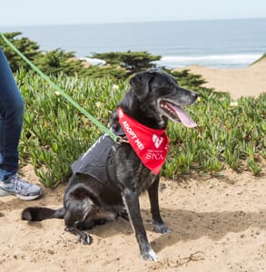 Since 1868, the San Francisco SPCA Has Sheltered Animals in Need While ...